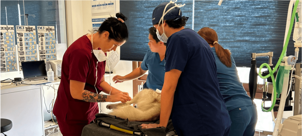 Vet Clinics Abu Dhabi & Khalifa City | German Veterinary Clinic